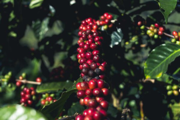 Sustainable Coffee